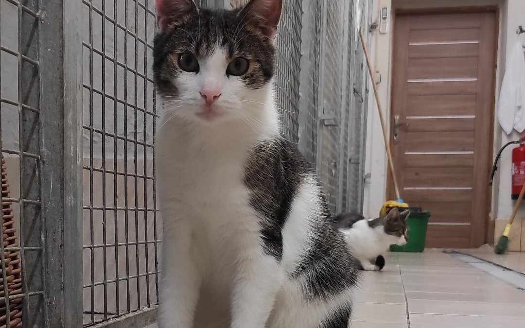 Koty dorosłe | Miejskie Schronisko dla Bezdomnych Zwierząt w Opolu